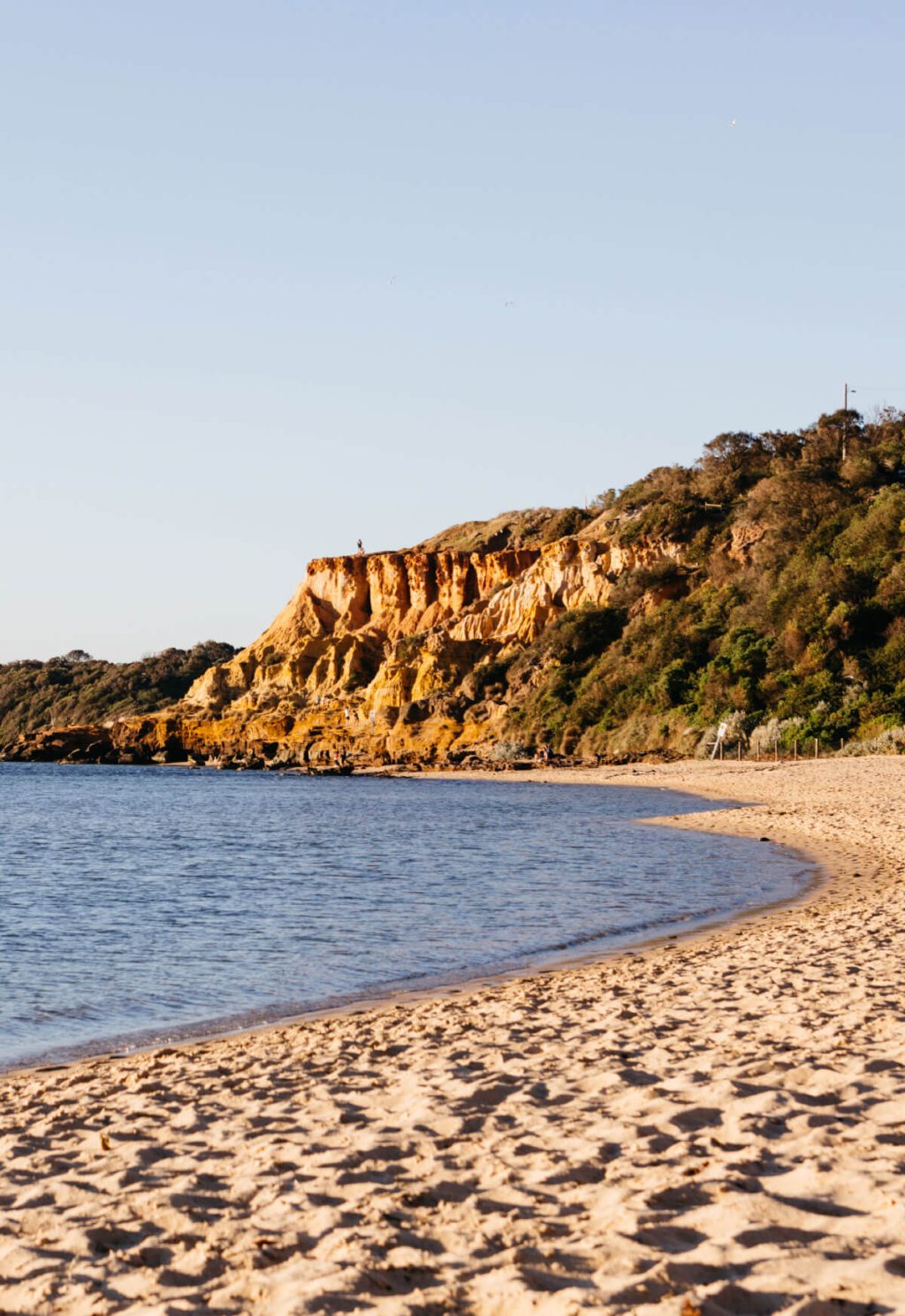 Tulip Grove - CasUrban